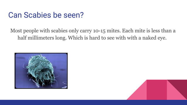 Scabies | PPTX