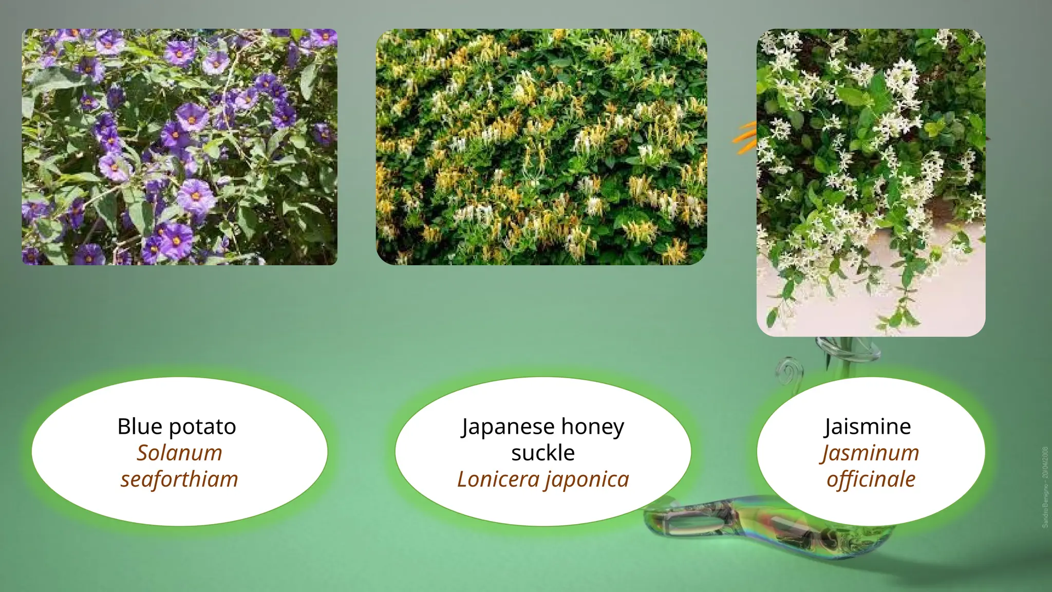 Shrubs and climbers brief presentation with examples.pptx