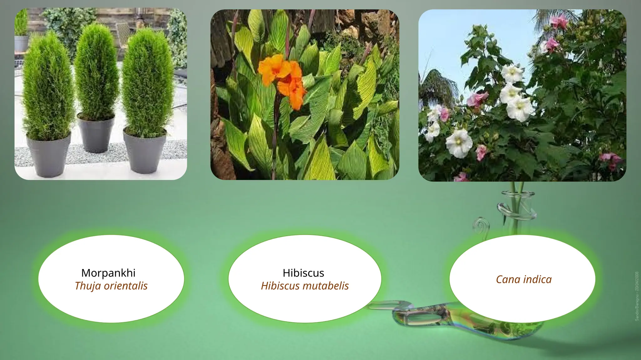 Shrubs and climbers brief presentation with examples.pptx