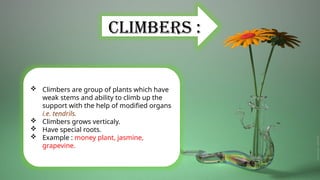 Shrubs and climbers brief presentation with examples.pptx