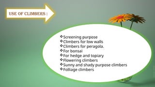 Shrubs and climbers brief presentation with examples.pptx