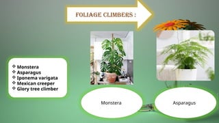 Shrubs and climbers brief presentation with examples.pptx