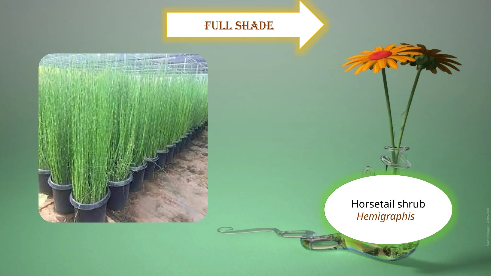 Shrubs and climbers full explained ppt with examples | PPTX