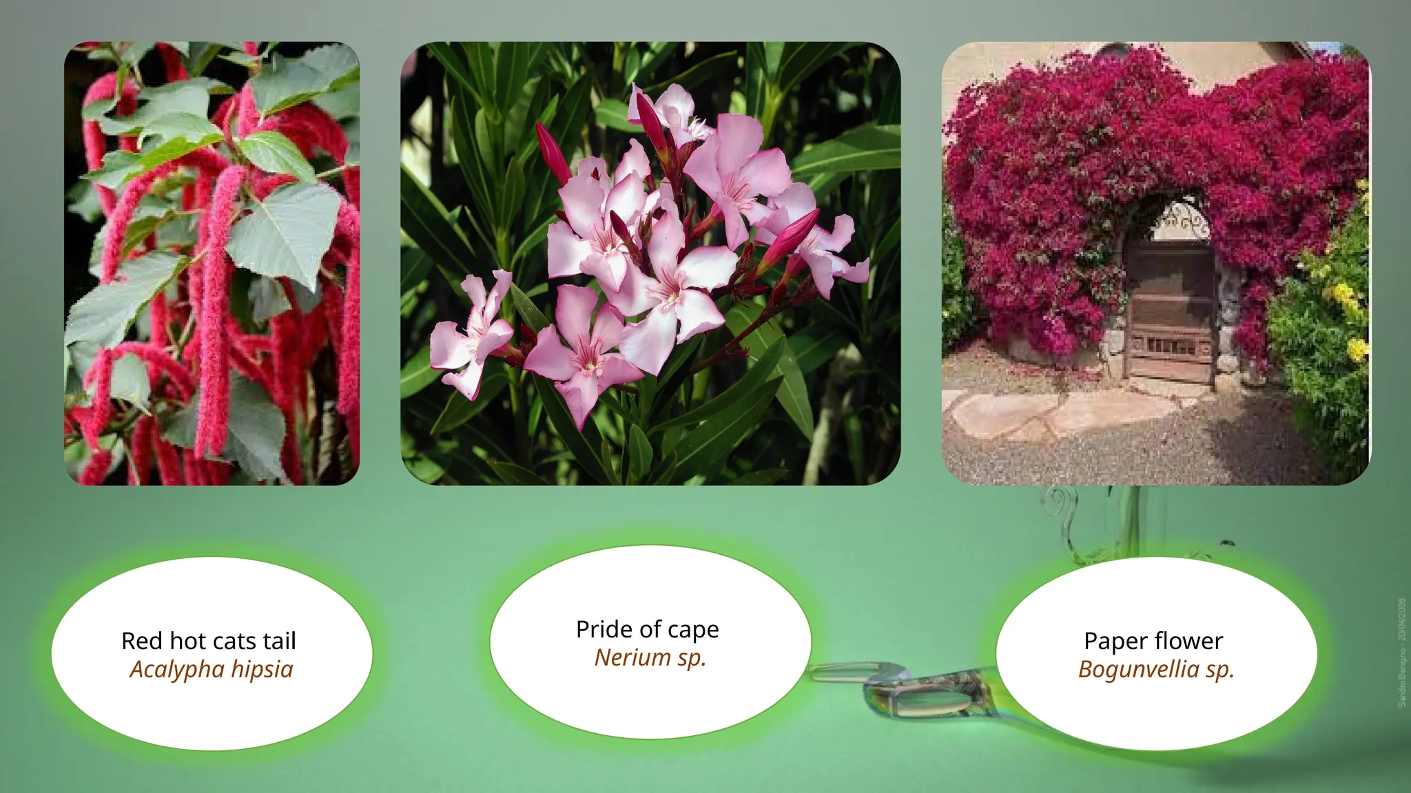 Shrubs and climbers full explained ppt with examples | PPTX