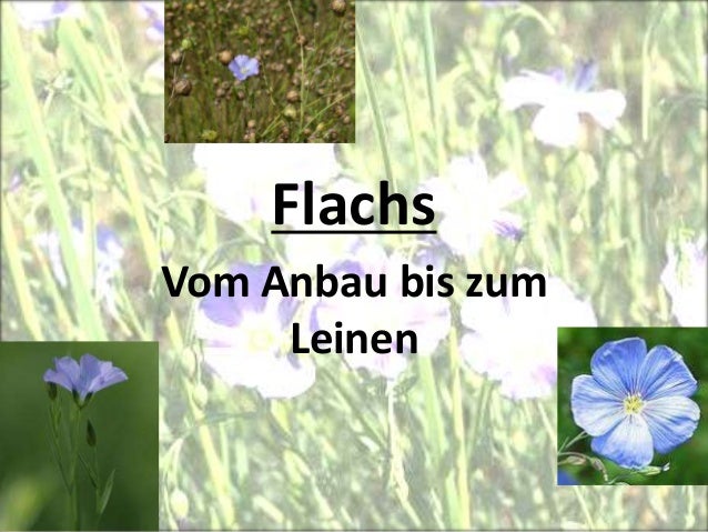 Flachs thurner
