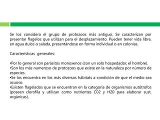 Flagelados | PPTX