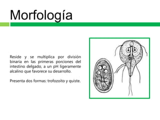 Flagelados | PPTX