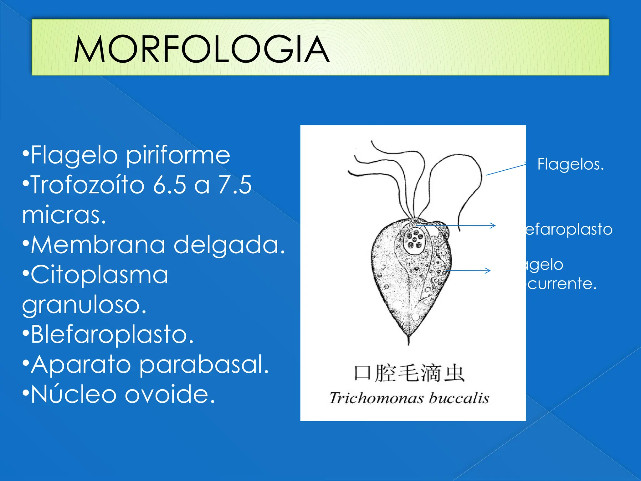 Flagelados comensales del intestinol.ppt