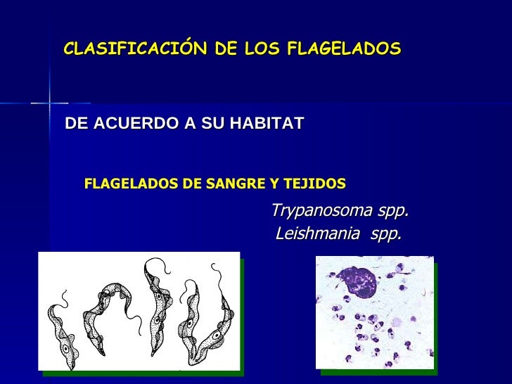Flagelados
