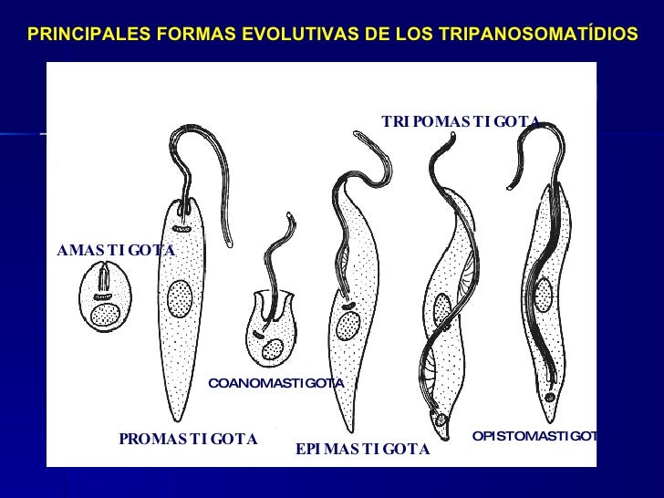 Flagelados Rotulados