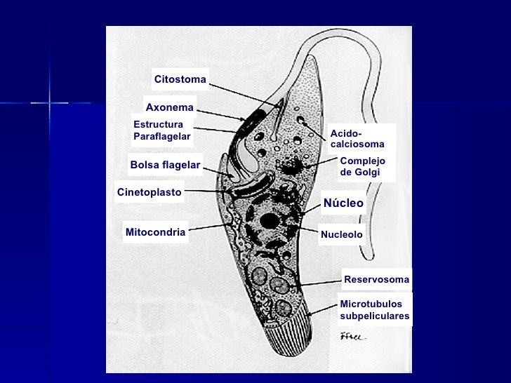 Flagelados Rotulados