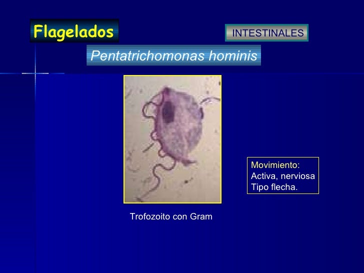 Flagelasdos, ciliados y practica 3 y 4