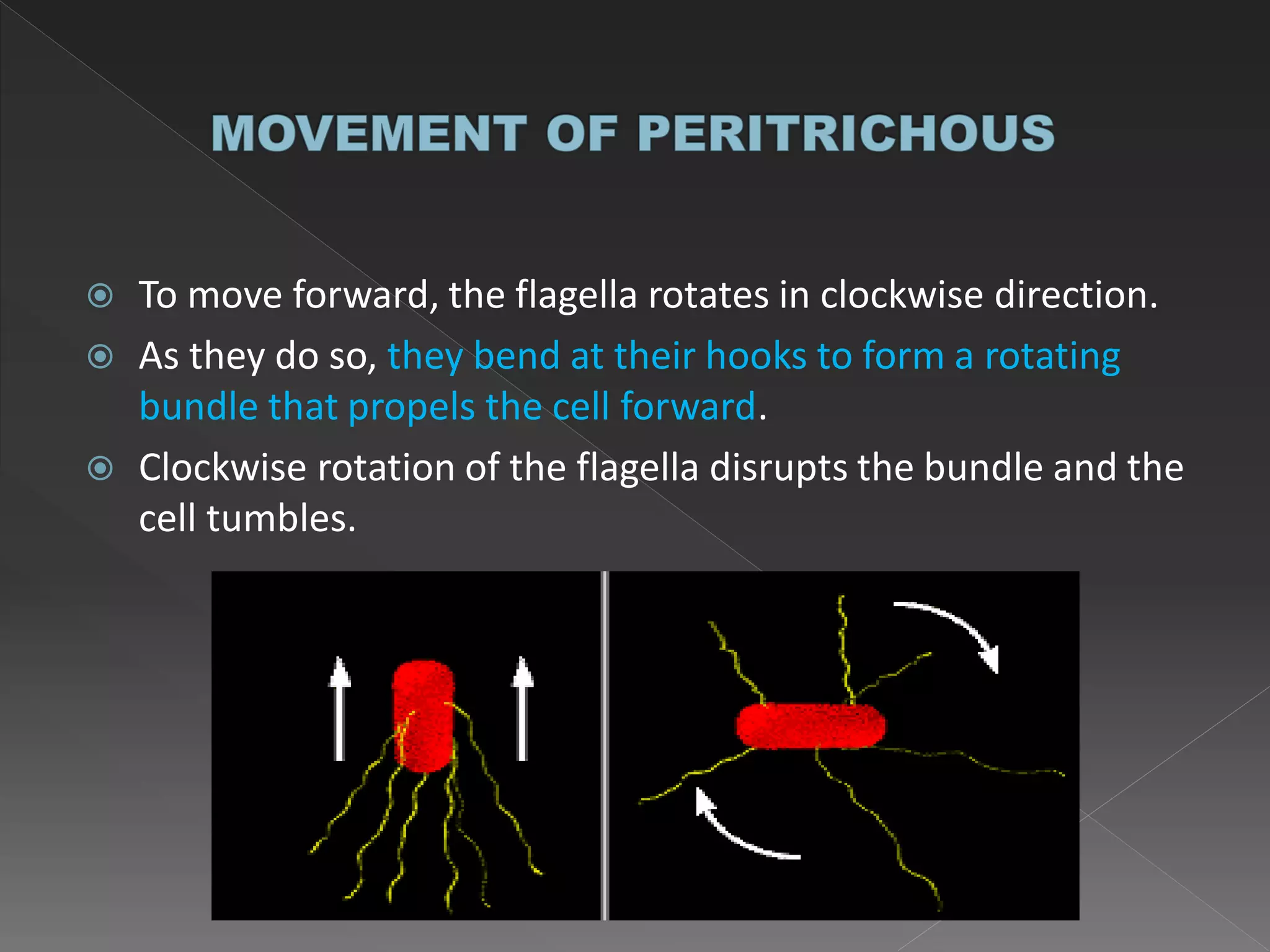 FLAGELLA.pdf