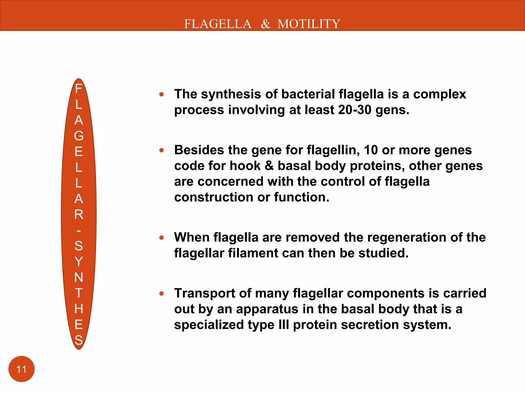 Flagella | PPTX