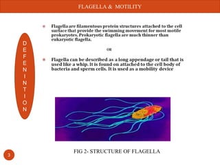 Flagella | PPTX
