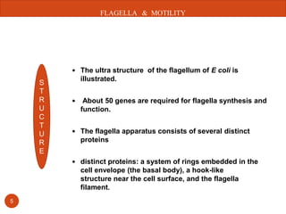 Flagella | PPTX