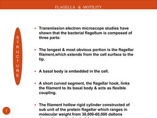 Flagella | PPTX