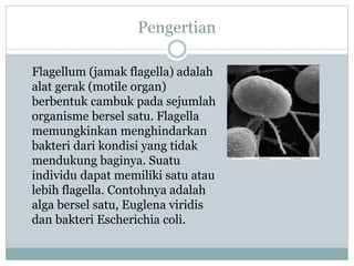 Flagella | PPTX