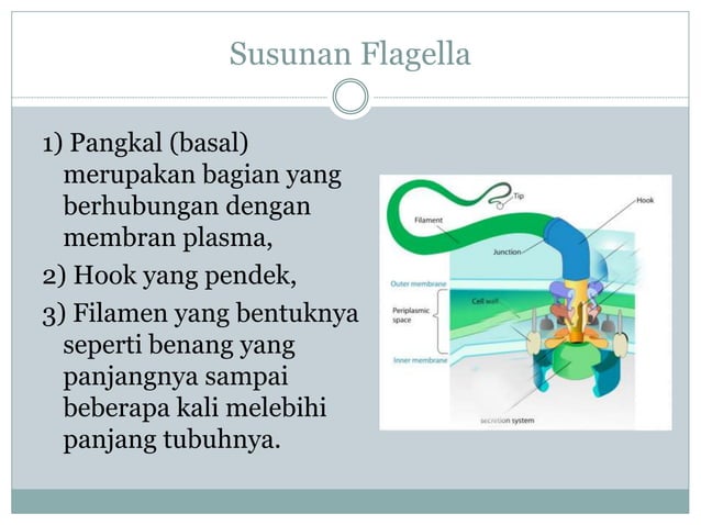 Flagella | PPTX