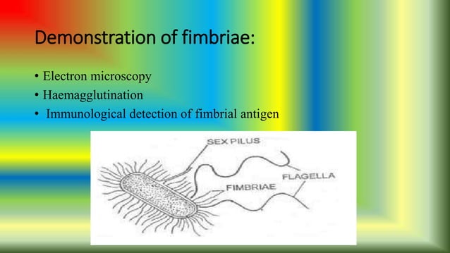 Flagella, fimbriae, pili and capsule | PPTX | Biological Sciences | Science