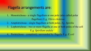 Flagella, fimbriae, pili and capsule | PPTX