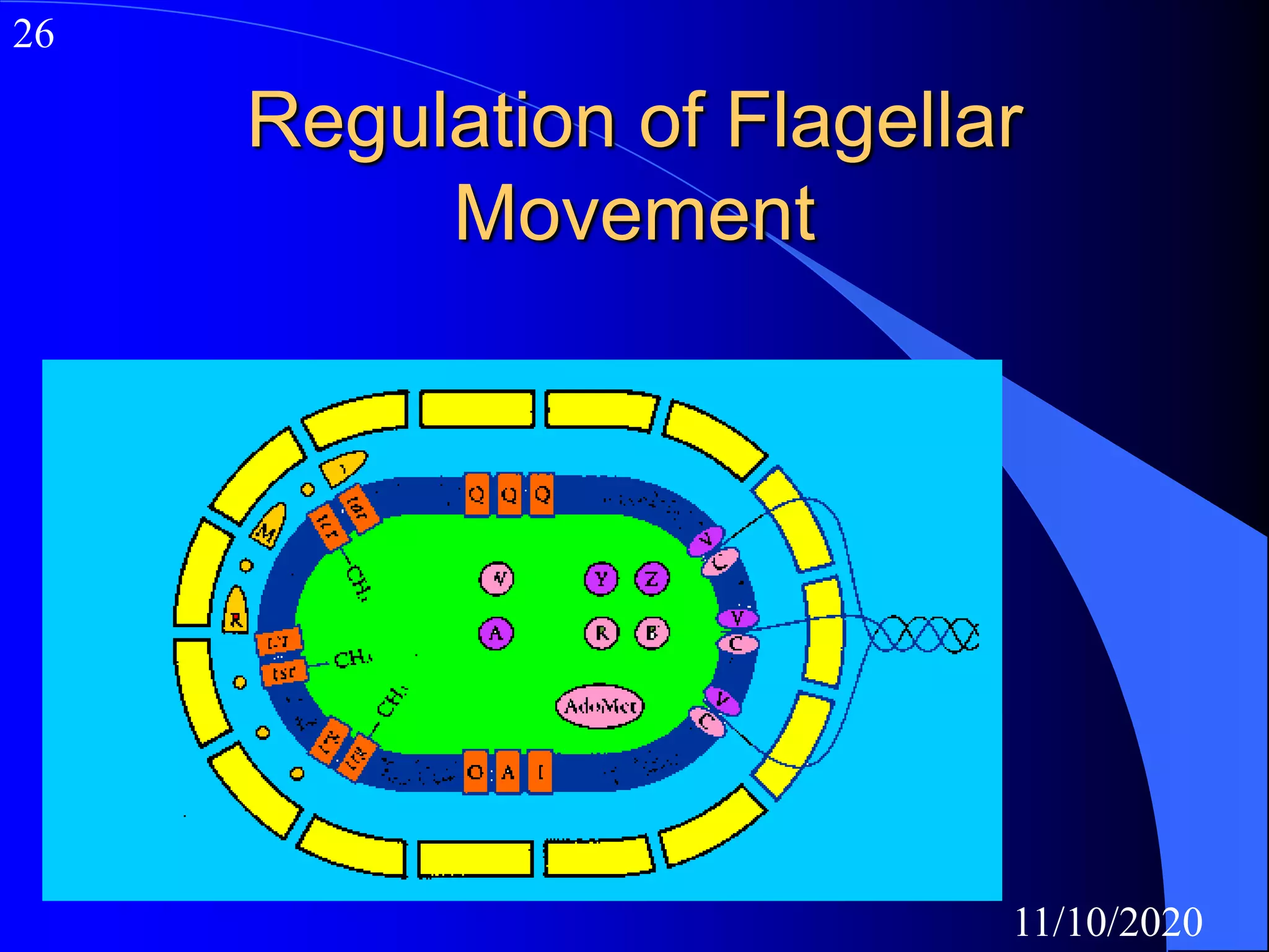 Flagella | PPT