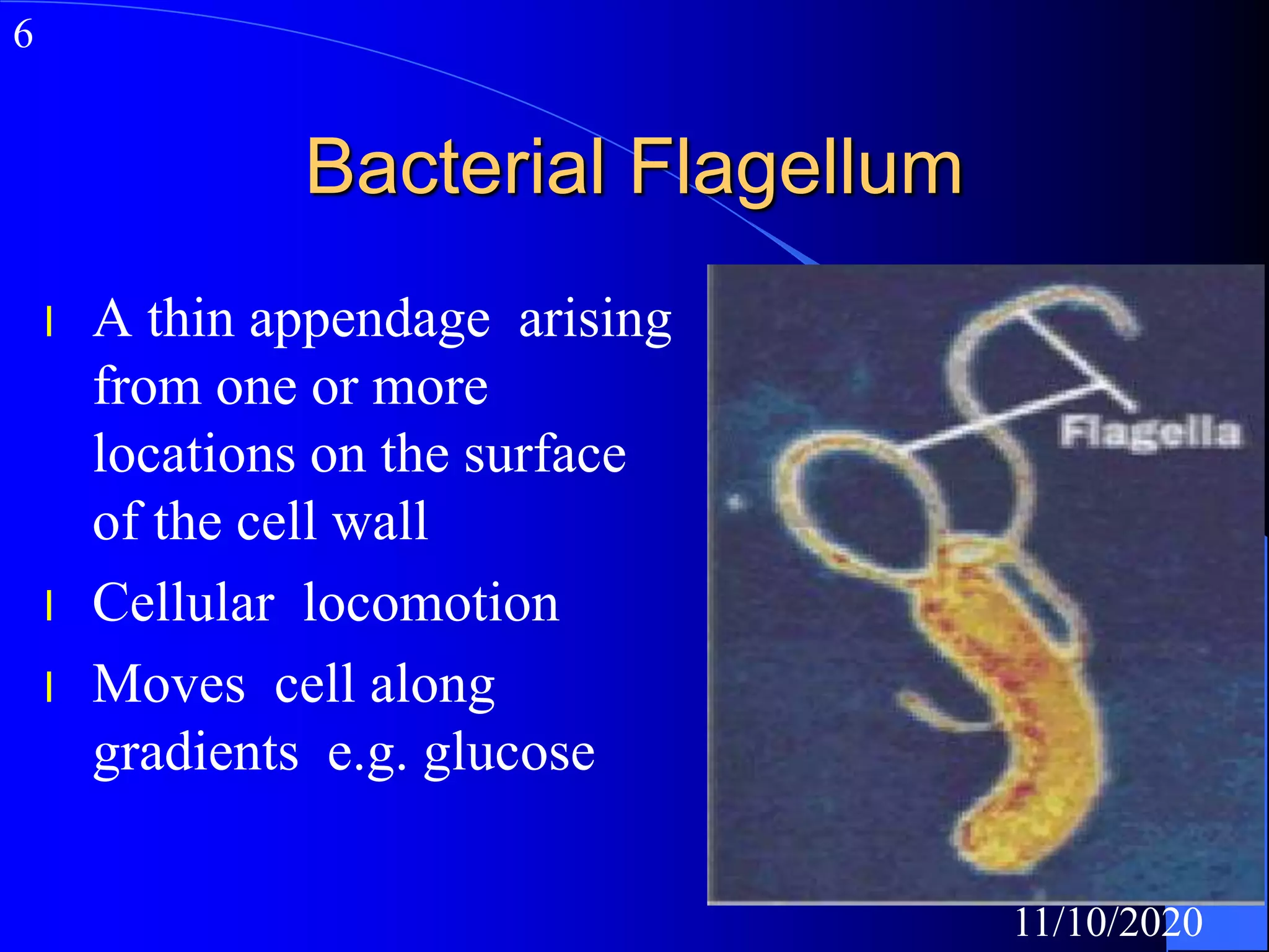 Flagella | PPT