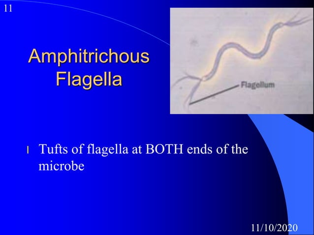 Flagella | PPT