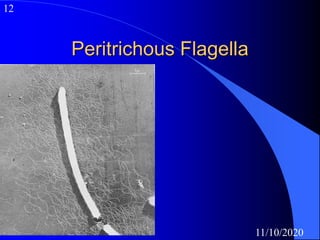 Flagella | PPT