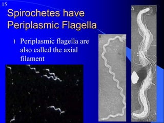 Flagella | PPT