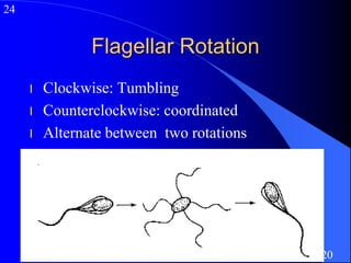 Flagella | PPT