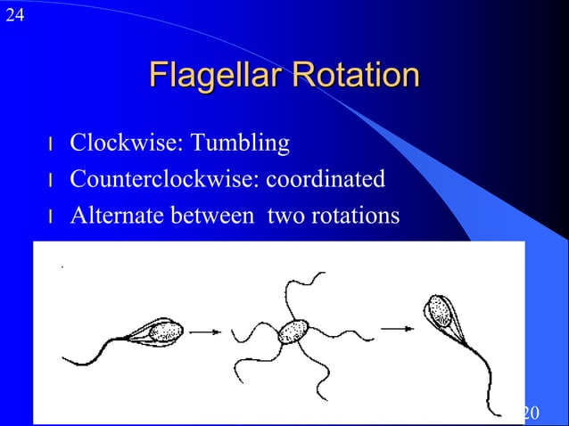 Flagella | PPT