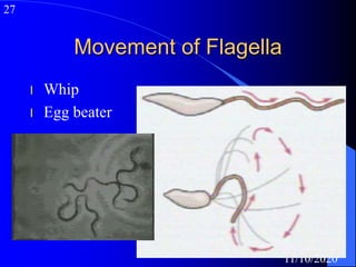 Flagella | PPT