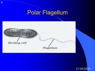Flagella | PPT