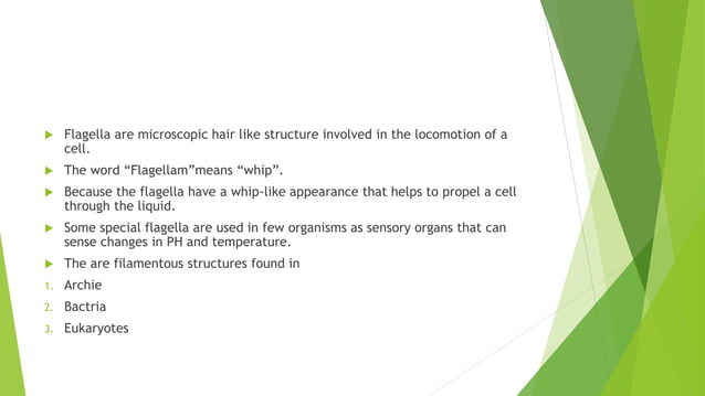 FLAGELLA. an overview of bacterial flagella | PPTX