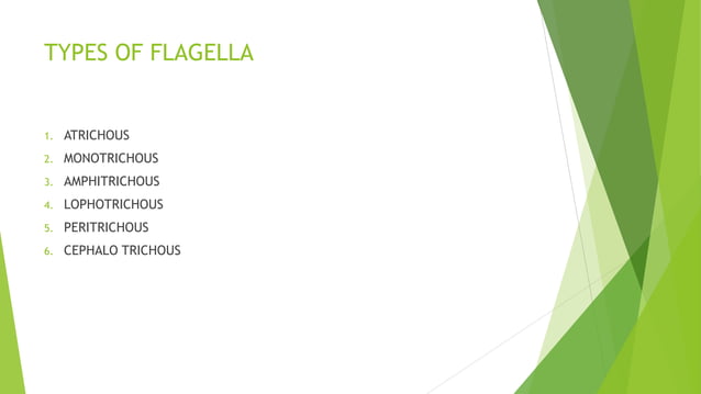 FLAGELLA. an overview of bacterial flagella | PPTX