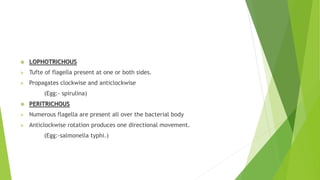 FLAGELLA. an overview of bacterial flagella | PPTX