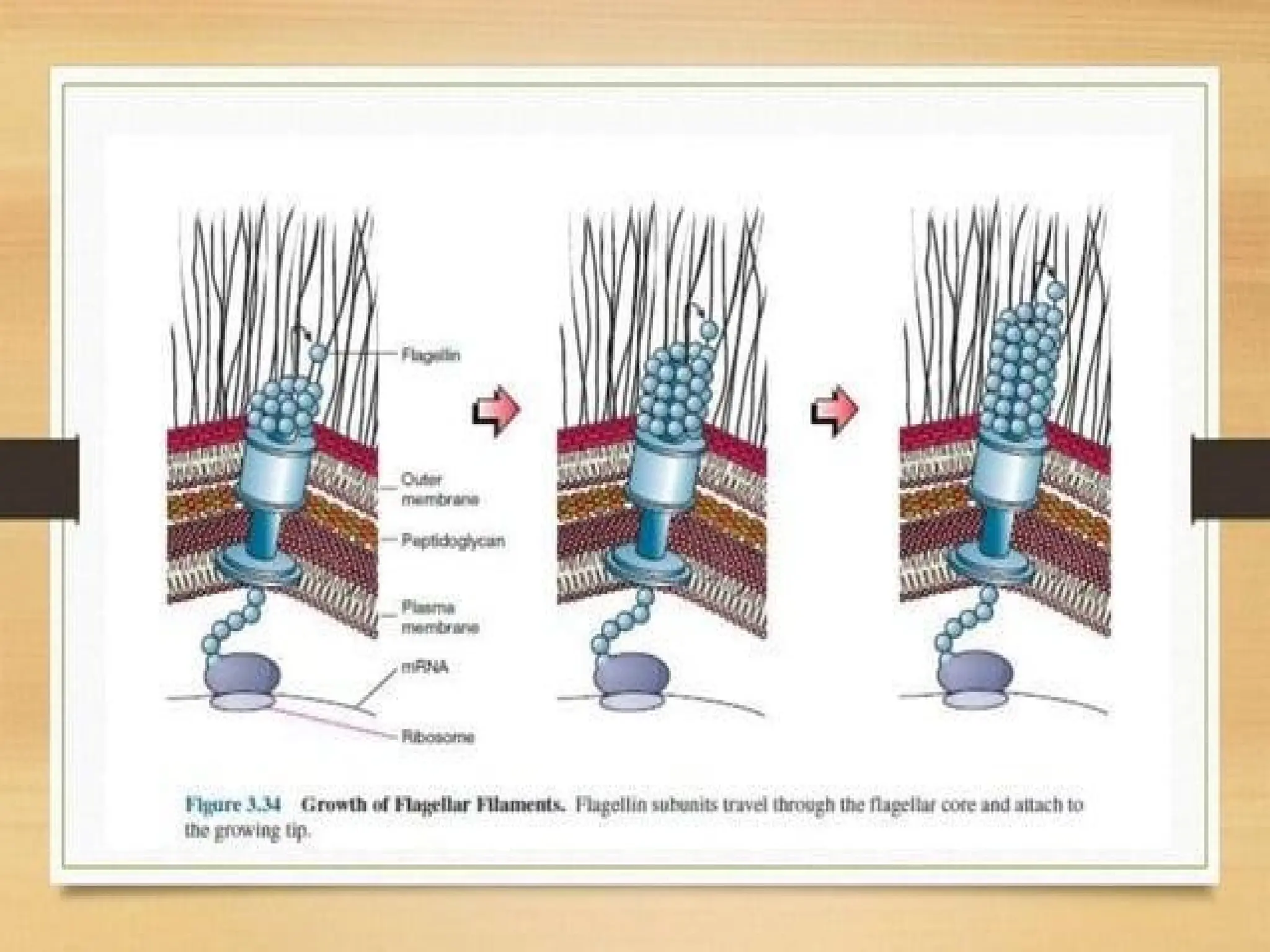 Bacterial Flagella - Types of Flagella.. | PPTX