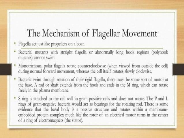 Bacterial Flagella - Types of Flagella.. | PPTX