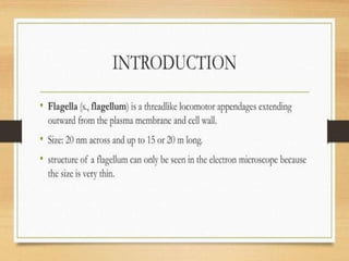 Bacterial Flagella - Types of Flagella.. | PPTX