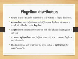 Bacterial Flagella - Types of Flagella.. | PPTX