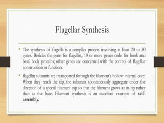 Bacterial Flagella - Types of Flagella.. | PPTX