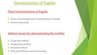 Flagella Dr.Ashna Ajimsha | PPTX
