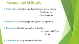 Flagella Dr.Ashna Ajimsha | PPTX