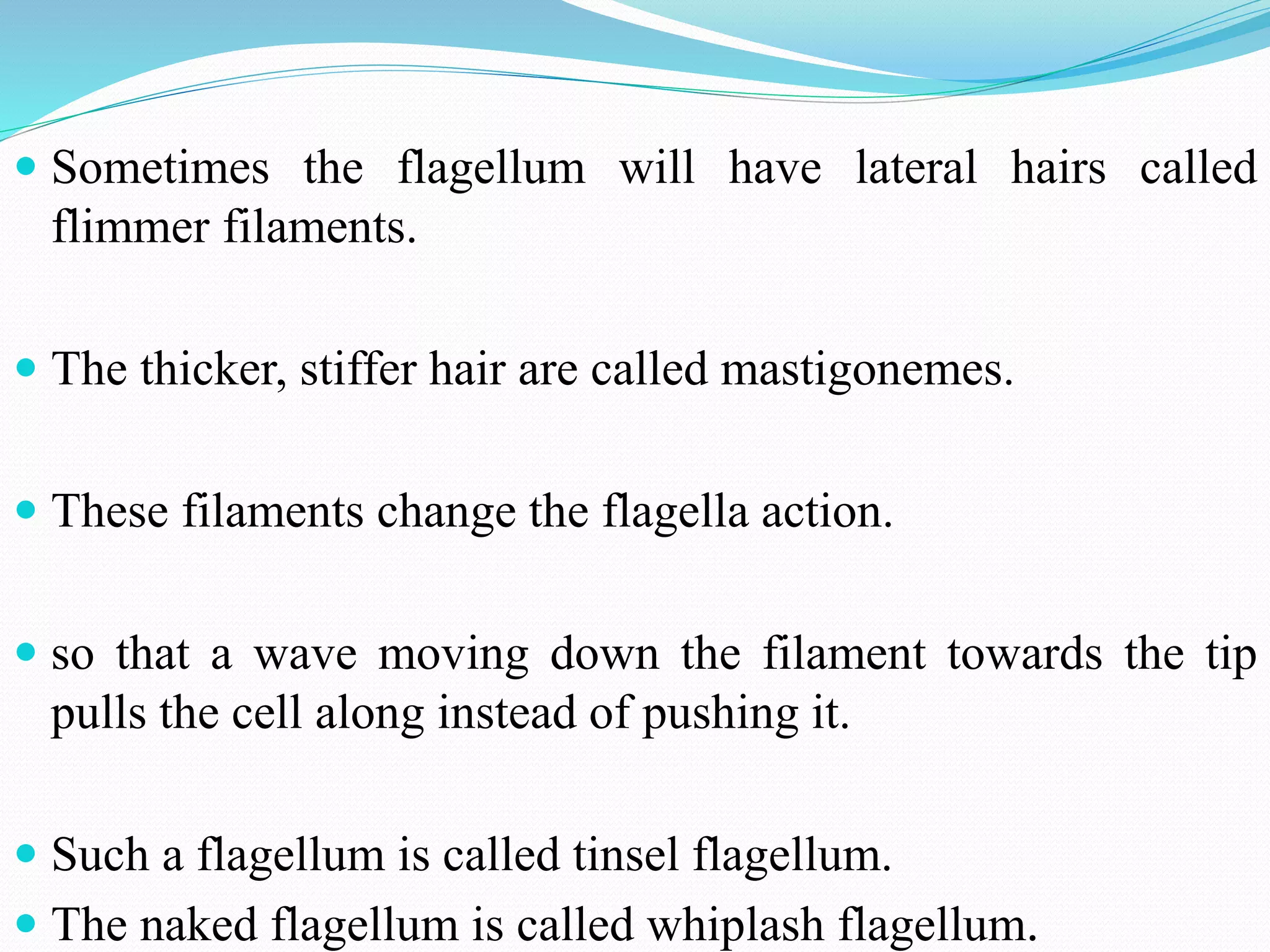 Flagella | PPTX