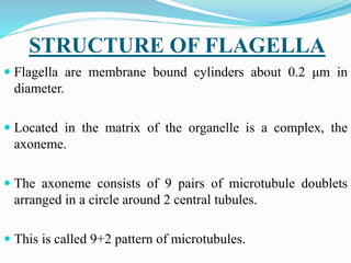 Flagella | PPTX