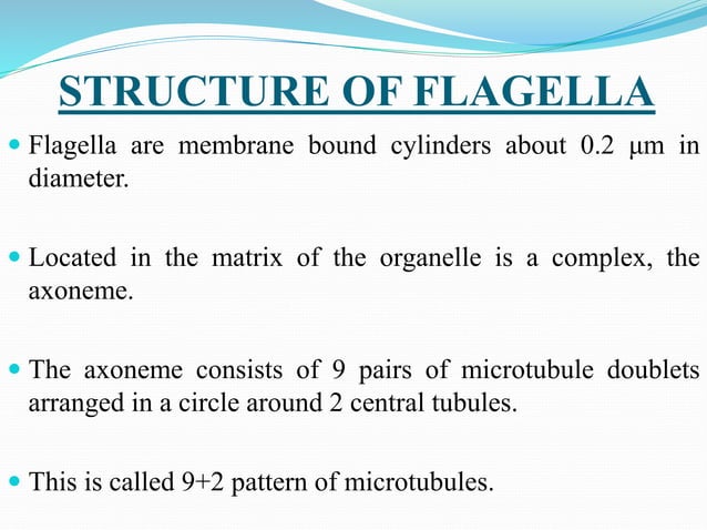 Flagella | PPTX | Biological Sciences | Science