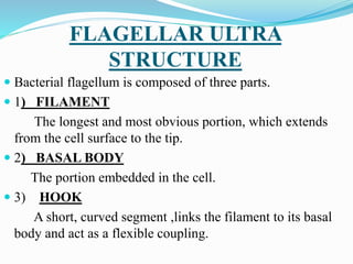 Flagella | PPTX