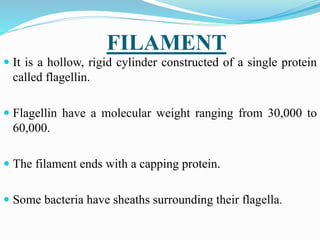 Flagella | PPTX