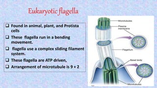 Flagella | PPTX